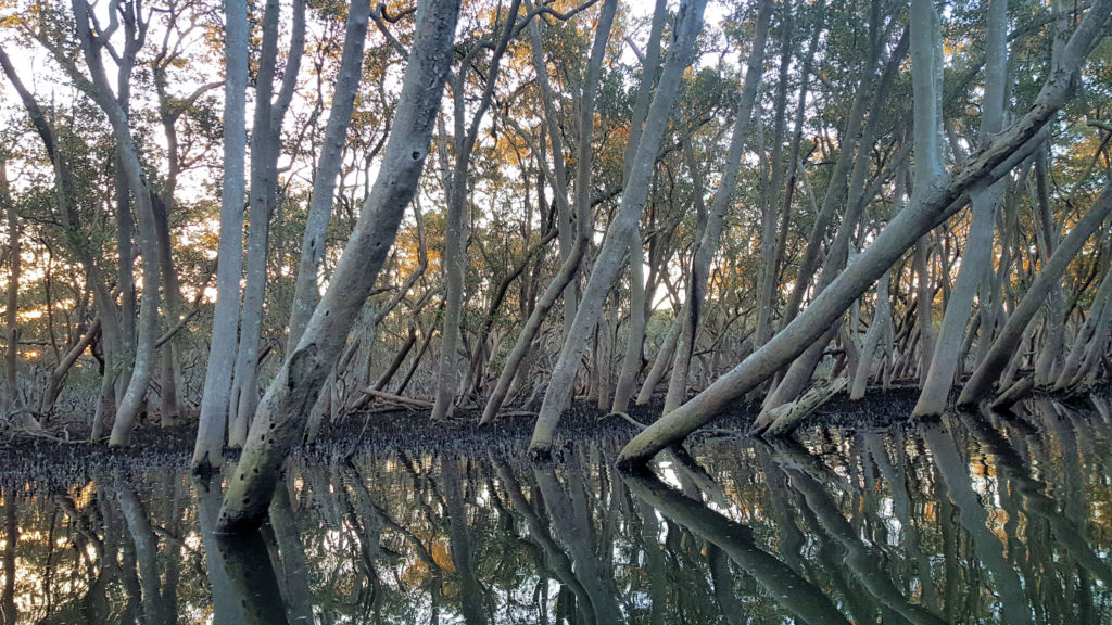Hunter Wetlands National Park Kayaking With School of Yak - Destination ...