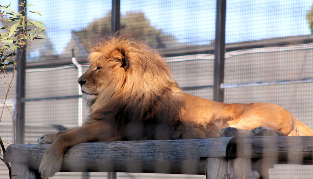 Hunter Valley Zoo - Destination's Journey