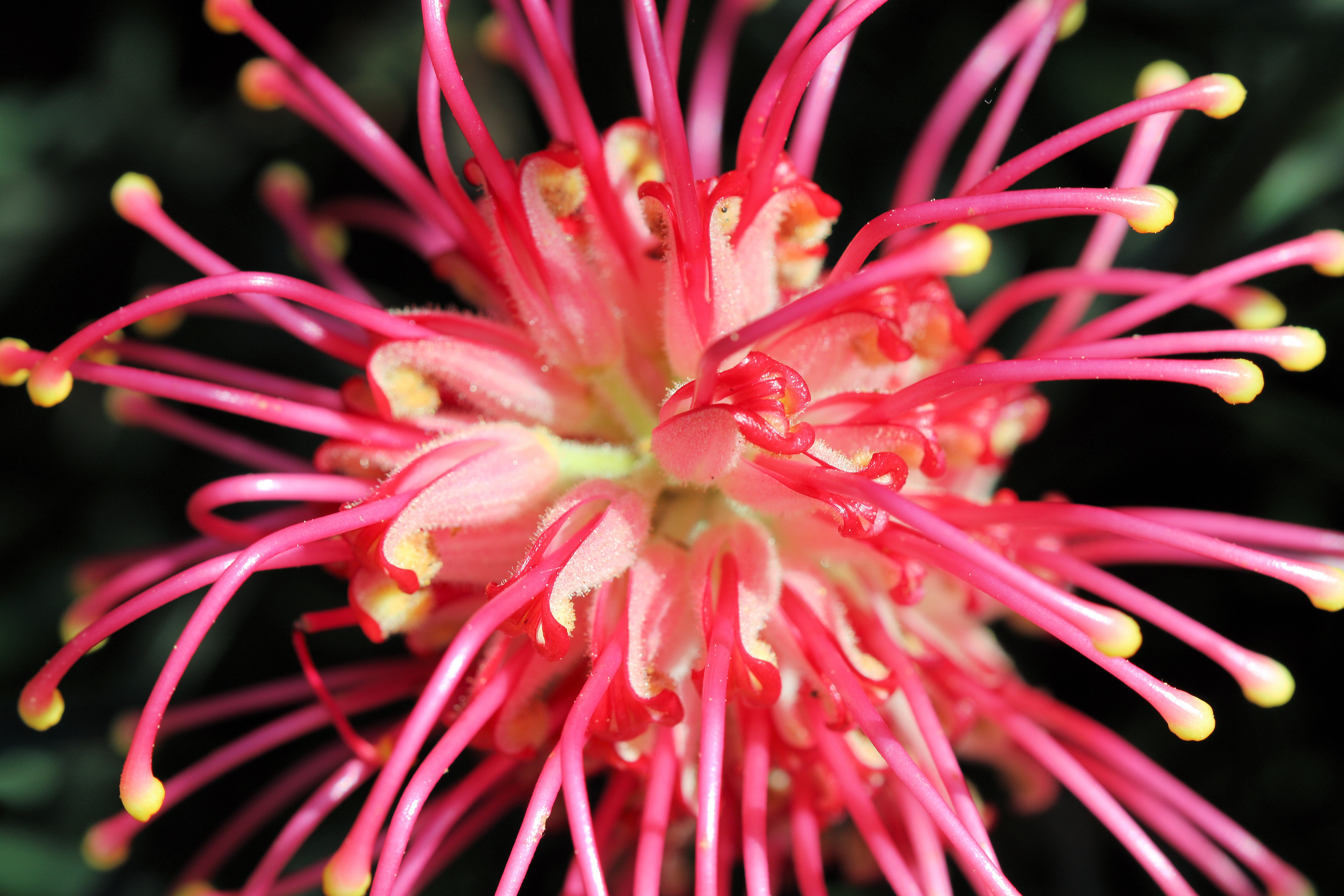 The Calyx Royal Botanic Garden Sydney - Destination's Journey
