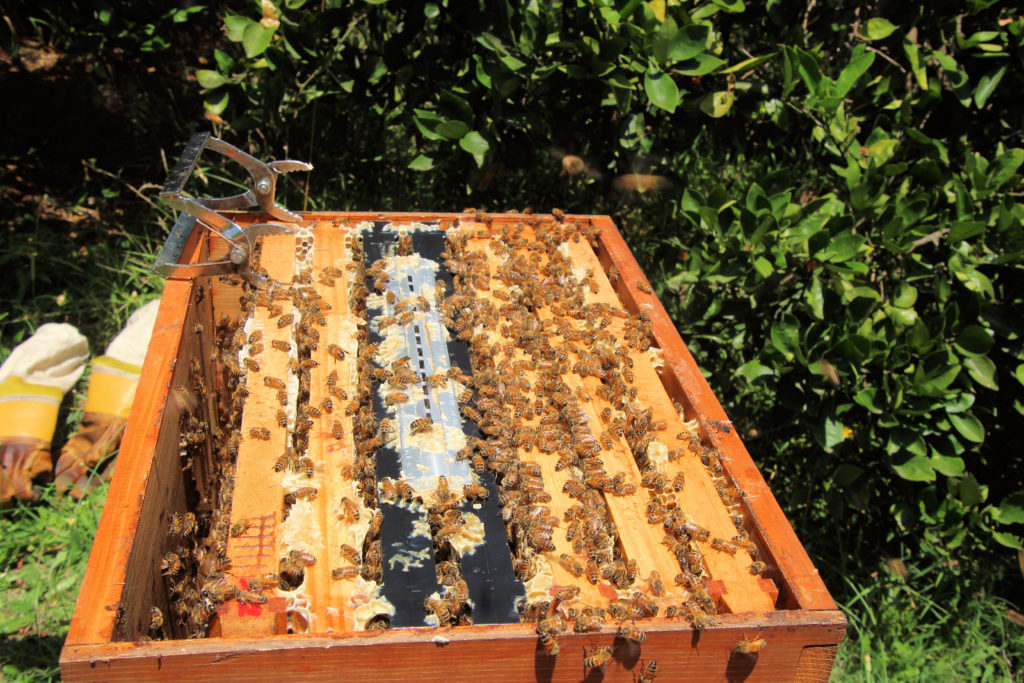 Hands On Beekeeping Workshop Newcastle - Destination's Journey
