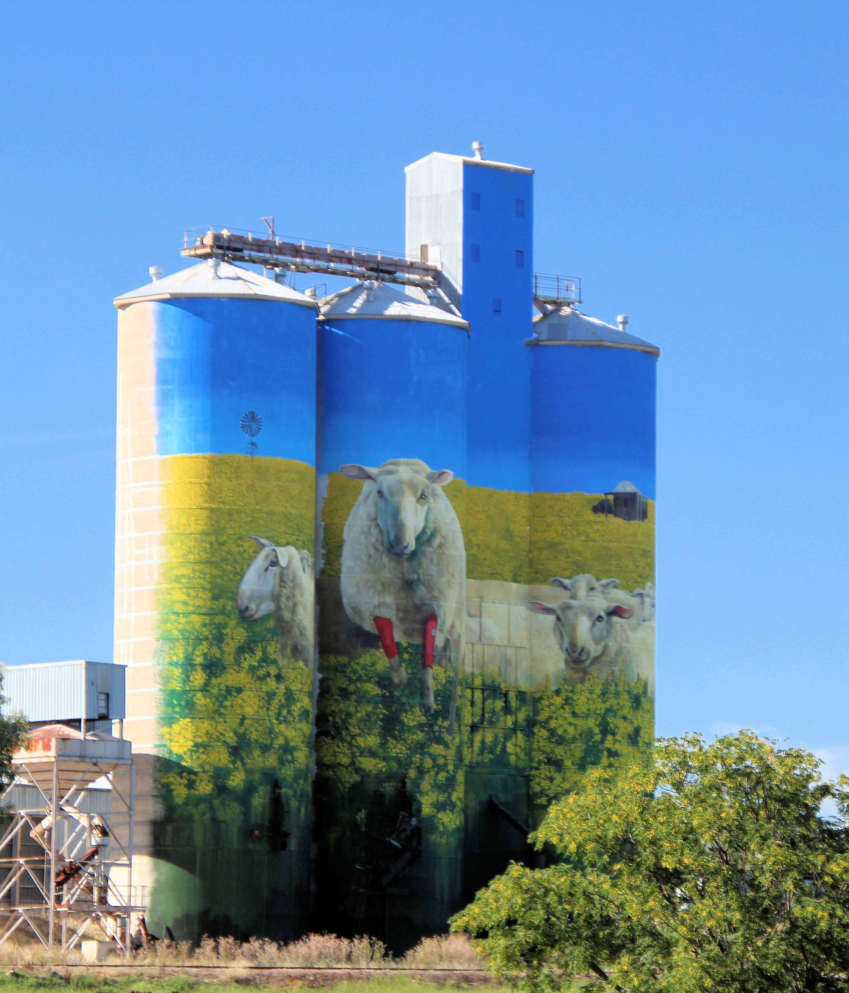 Merriwa Sheep Beautiful Golden Canola - Destination's Journey