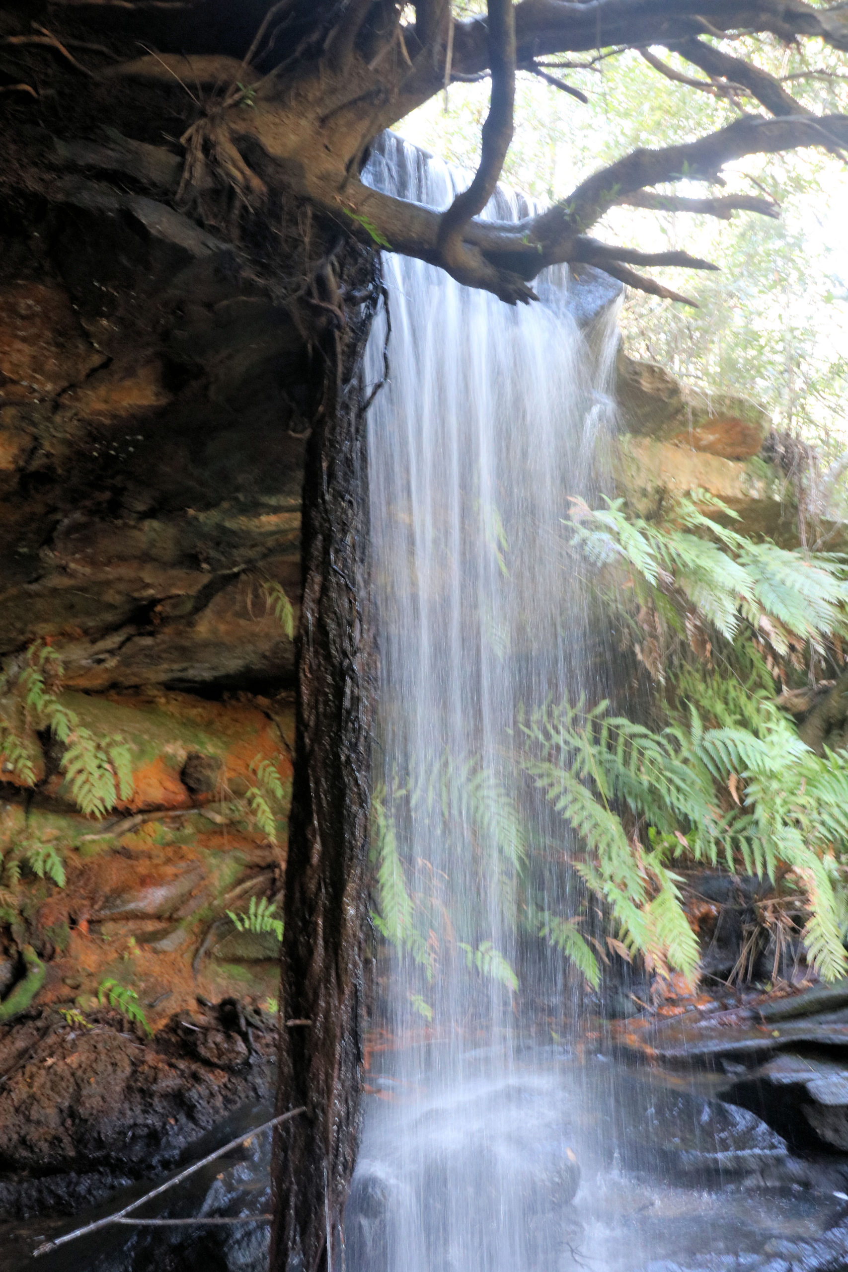 Girrakool Loop Track Brisbane Water National Park - Destination's Journey