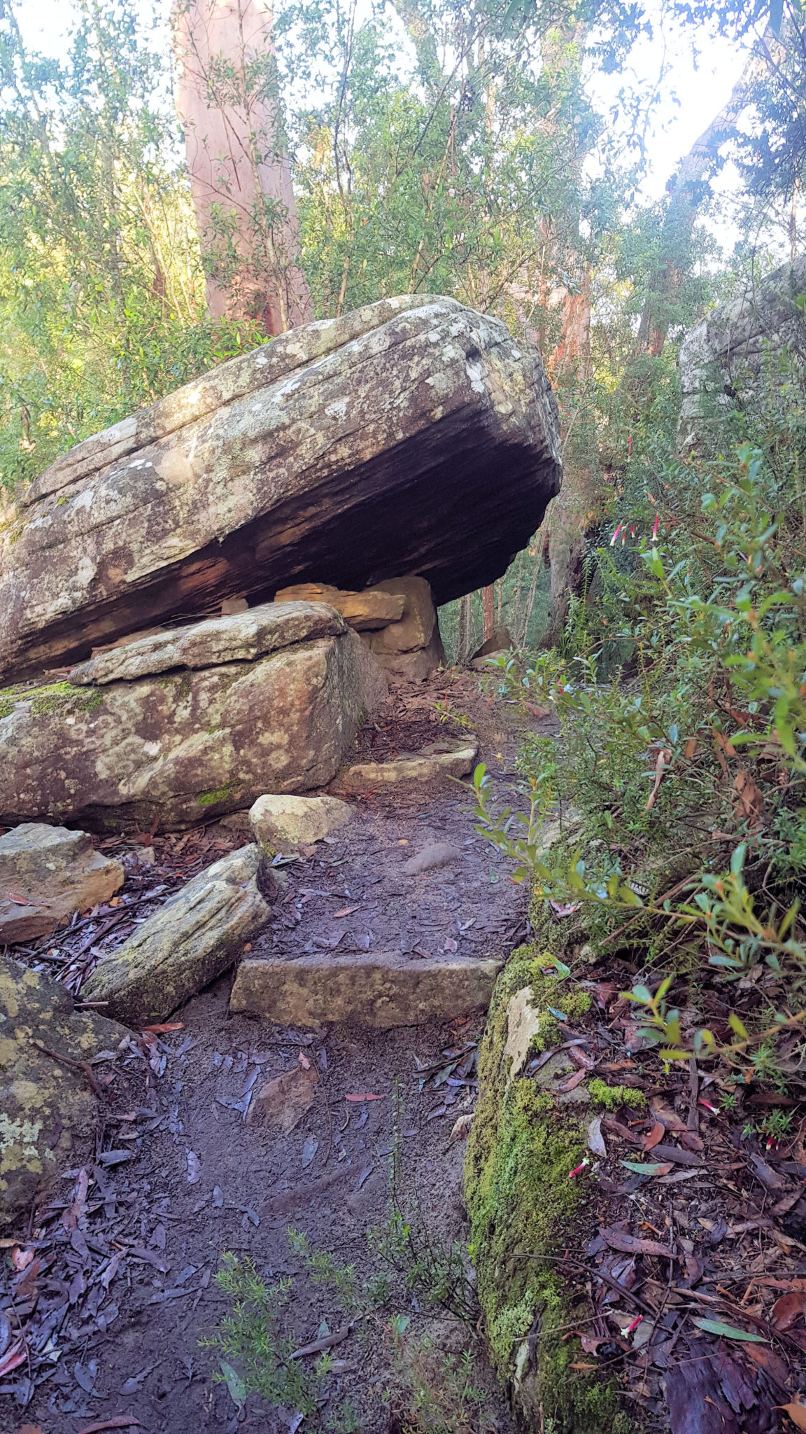 Beautiful Piles Creek Loop Track - Destination's Journey