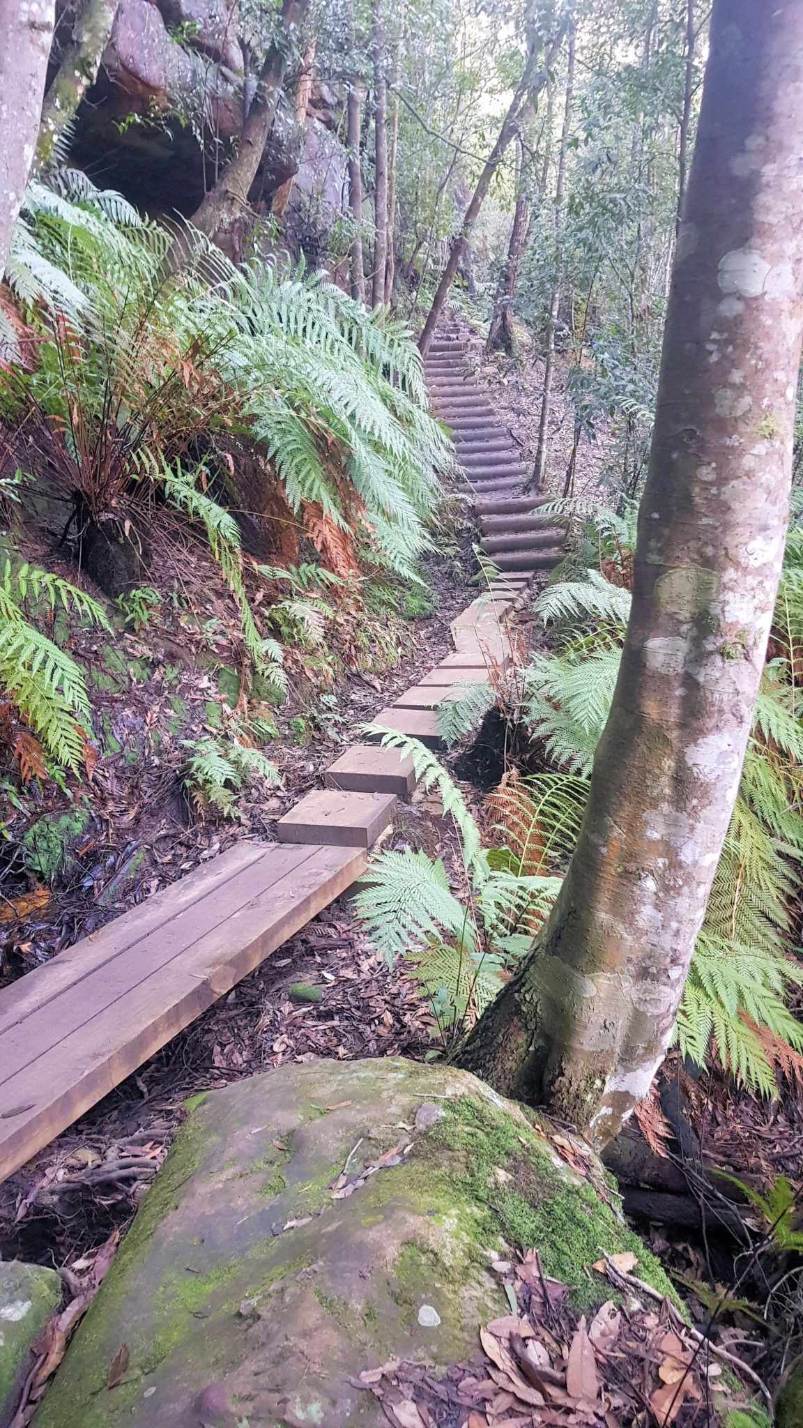 Beautiful Piles Creek Loop Track - Destination's Journey