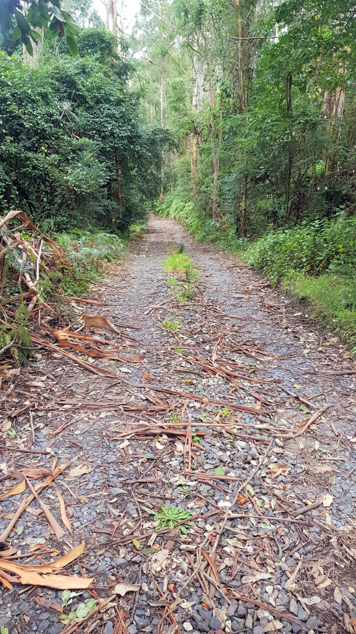 Beautiful Piles Creek Loop Track - Destination's Journey