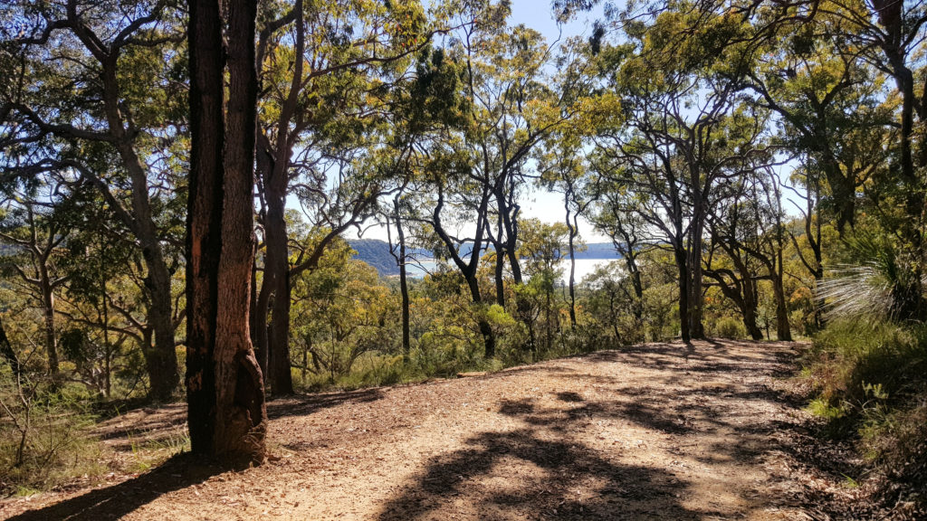Pearl Beach Patonga Firetrail Bushwalking - Destination's Journey