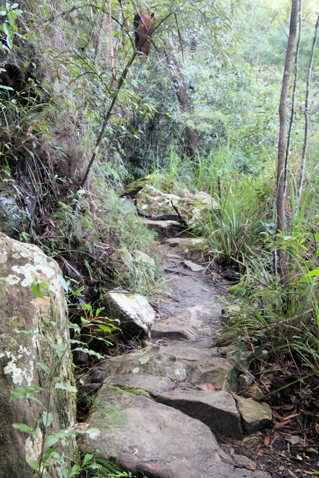 Beautiful Piles Creek Loop Track - Destination's Journey