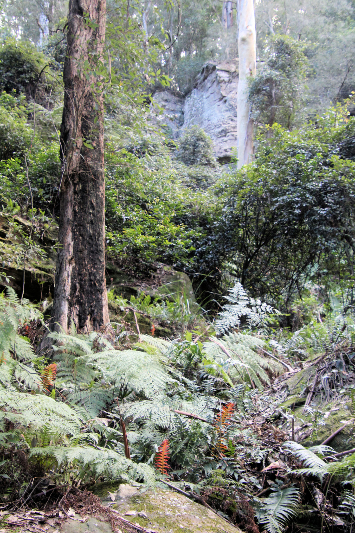 Beautiful Piles Creek Loop Track - Destination's Journey