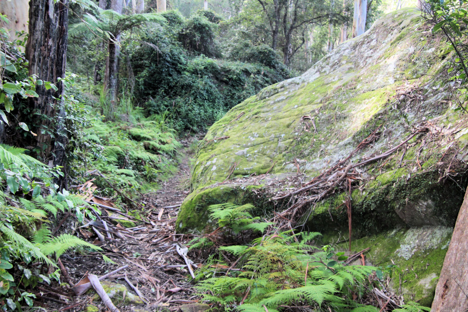 Beautiful Piles Creek Loop Track - Destination's Journey
