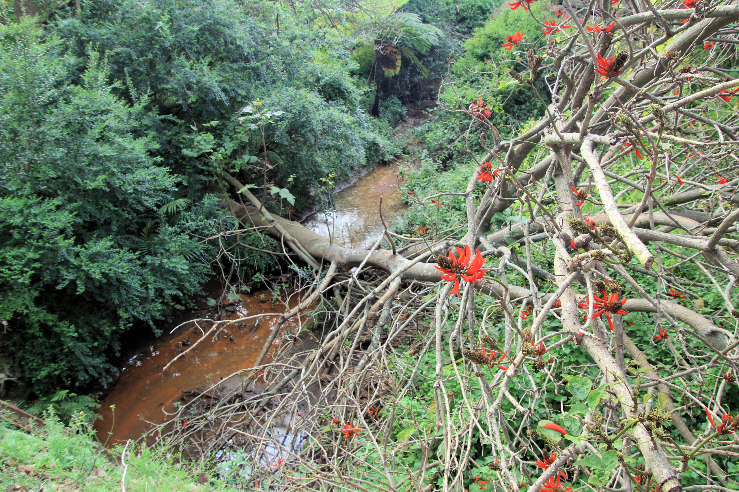 Fernleigh Track Outstanding Biking and Hiking - Destination's Journey