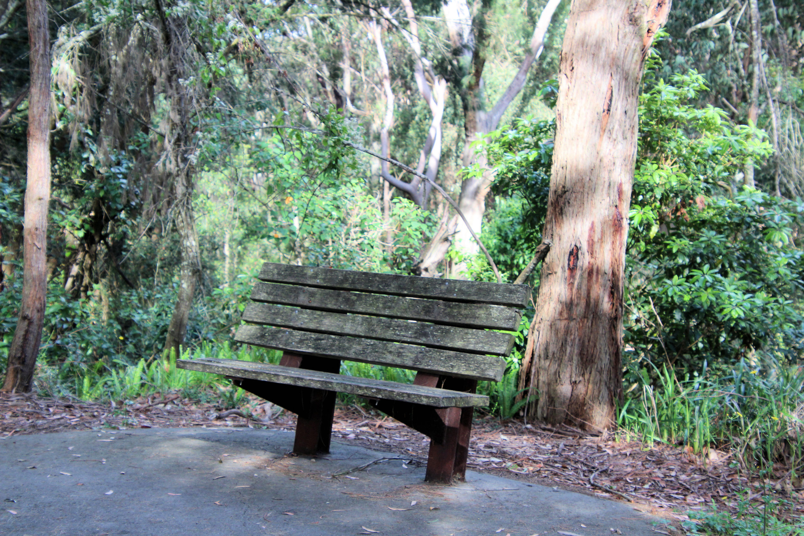 Fernleigh Track Outstanding Biking and Hiking - Destination's Journey