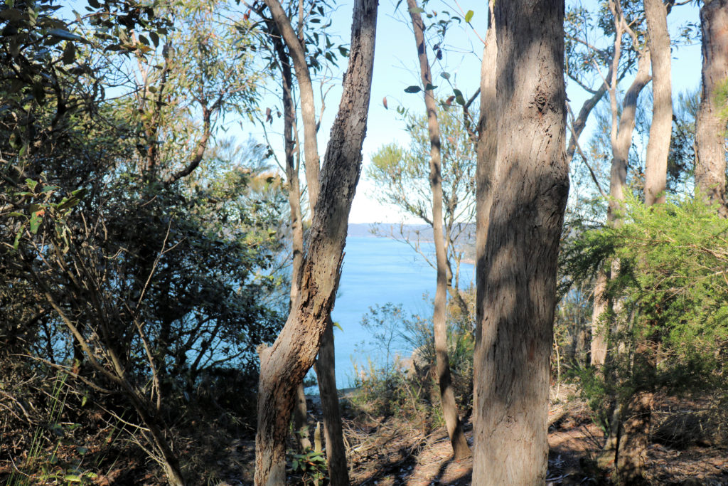 Pearl Beach Patonga Firetrail Bushwalking - Destination's Journey