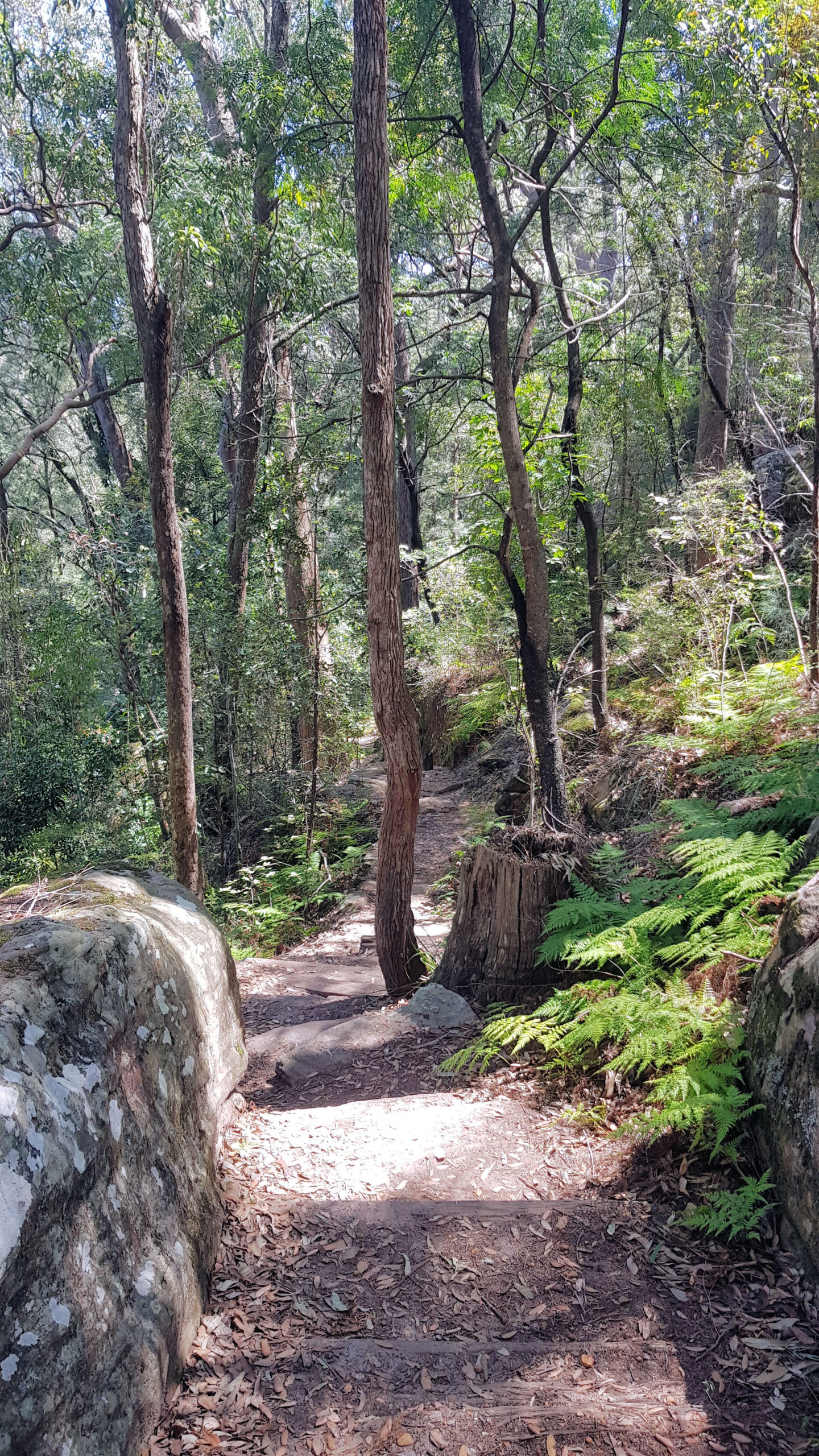 Strickland State Forest is Unique and Wonderful - Destination's Journey