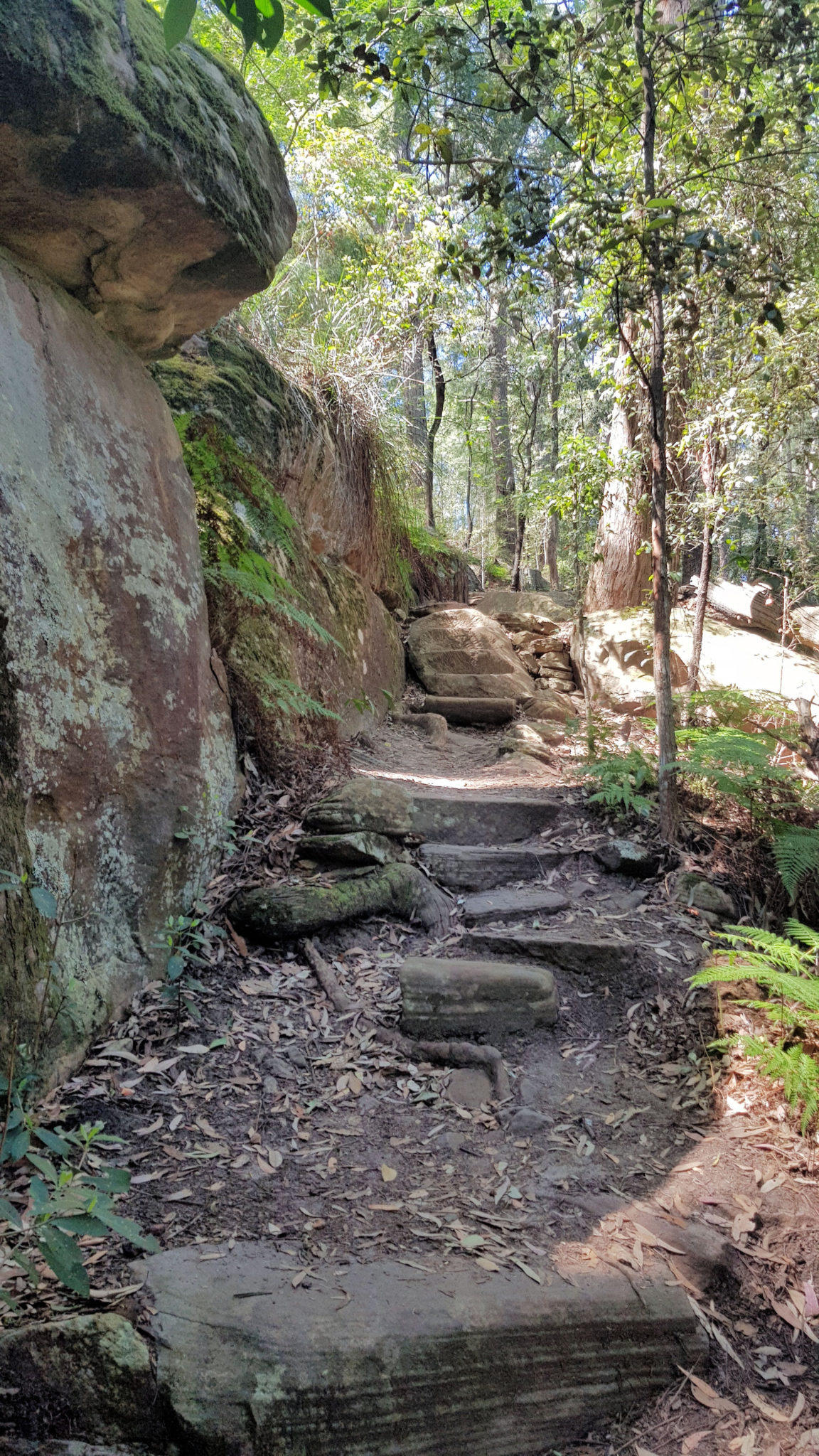 Strickland State Forest is Unique and Wonderful - Destination's Journey