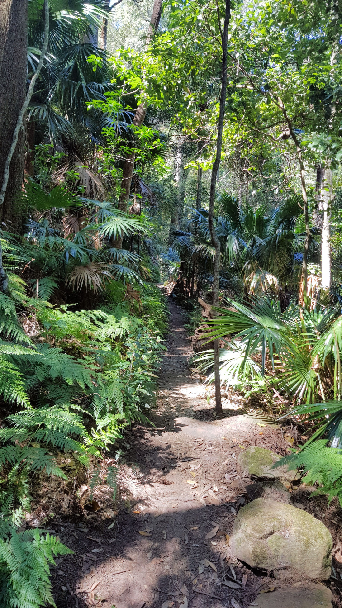 Strickland State Forest is Unique and Wonderful - Destination's Journey