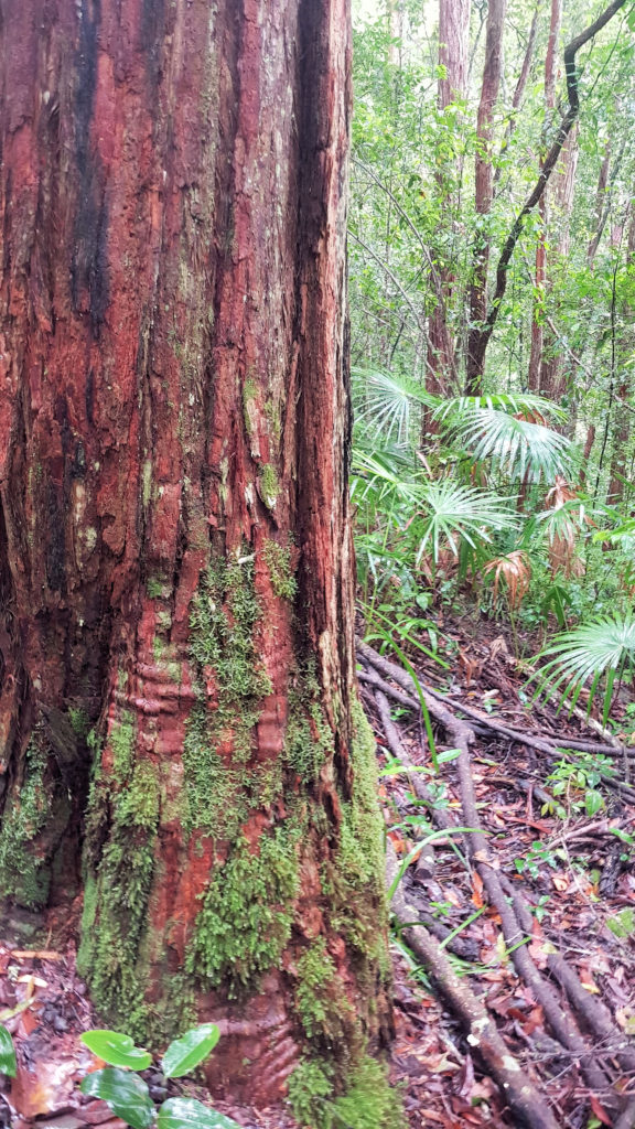 Arboretum and Bellbird Tracks in Strickland Forest - Destination's Journey