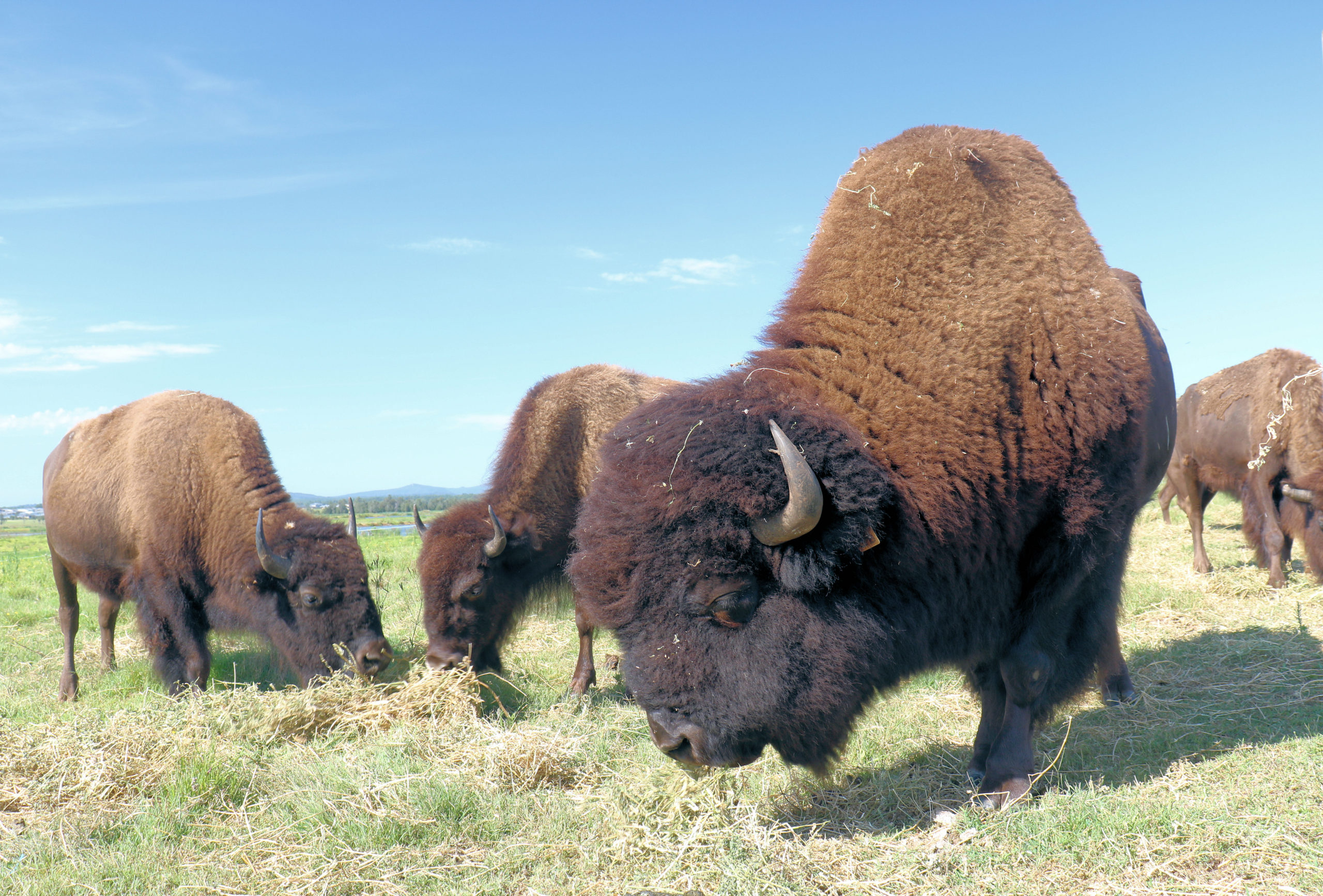 Bison Encounter in Morpeth - Destination's Journey