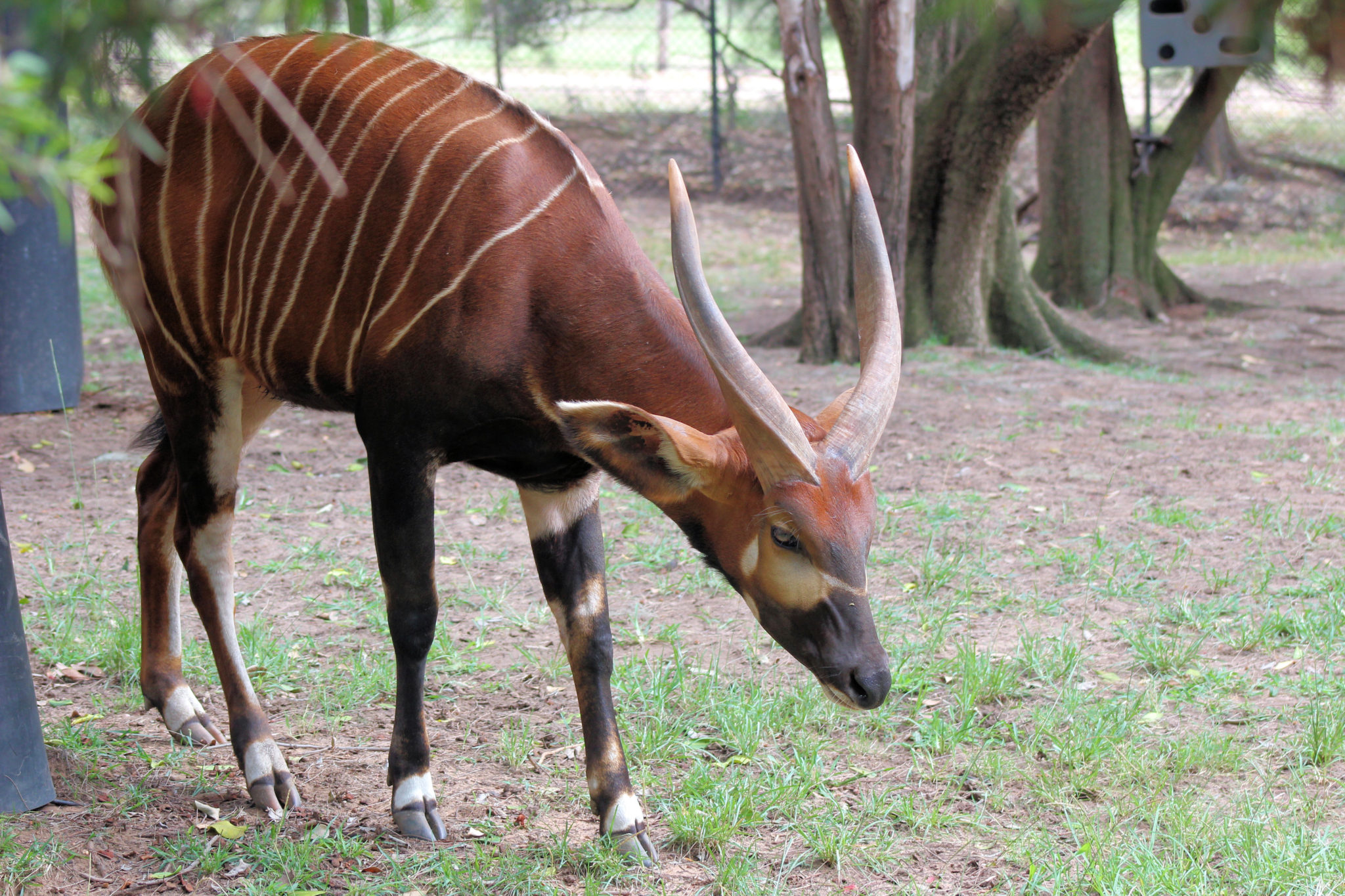Taronga Western Plains Zoo Dubbo - Destination's Journey