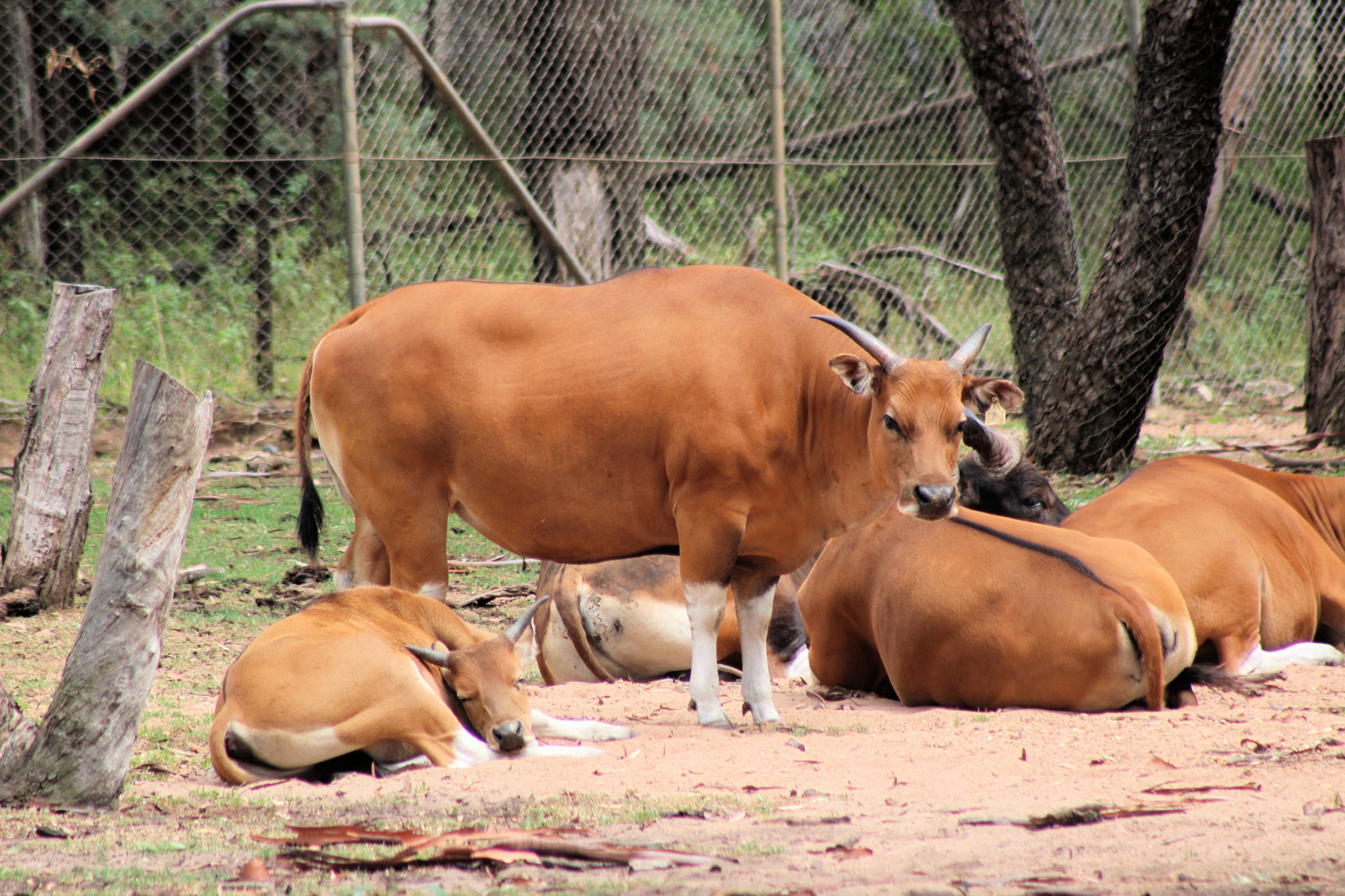 Taronga Western Plains Zoo Dubbo - Destination's Journey