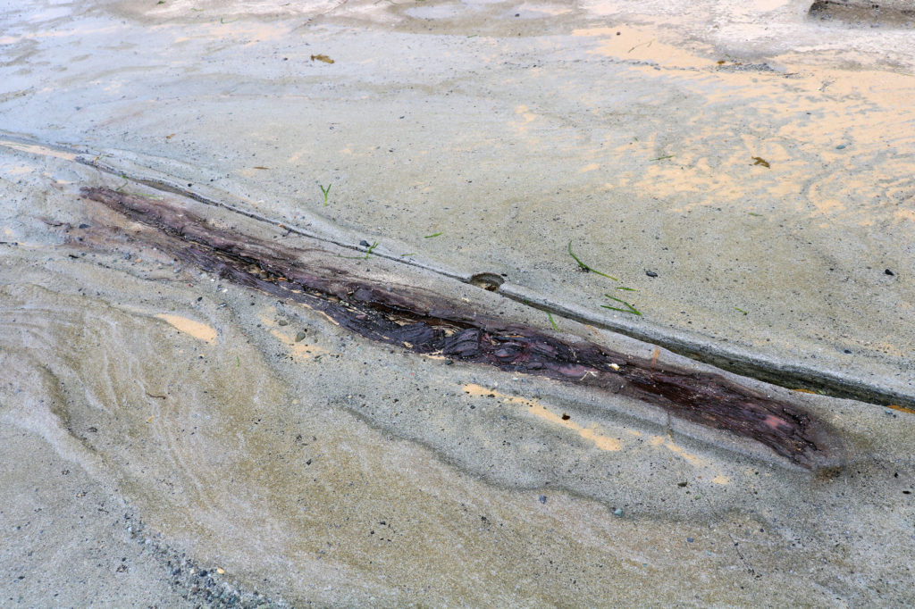 Dudley Beach Fossilised Forest - Destination's Journey