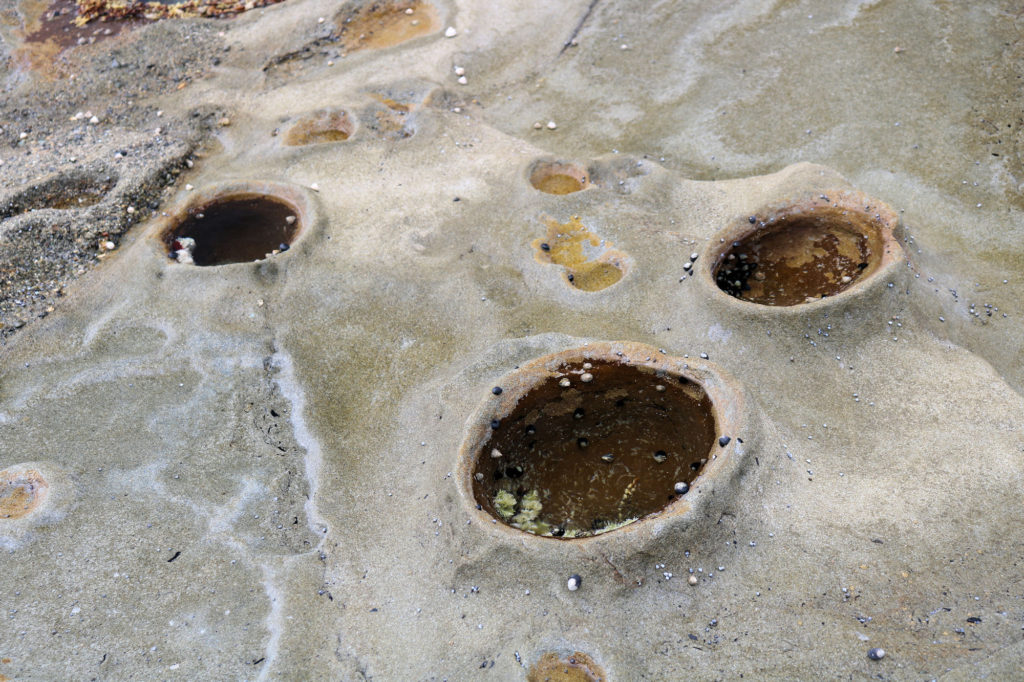 Dudley Beach Fossilised Forest - Destination's Journey