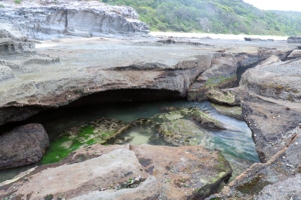 Dudley Beach Fossilised Forest - Destination's Journey
