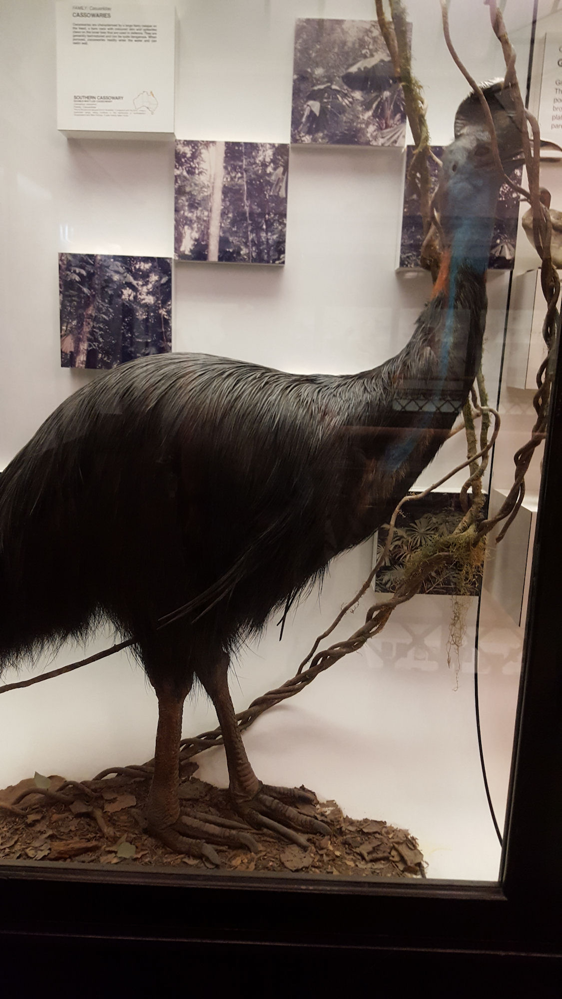 Australian Museum Sydney - Destination's Journey