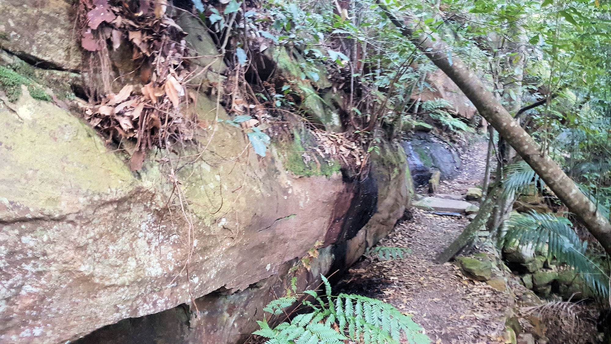 Ridge to Rainforest Track Strickland State Forest - Destination's Journey