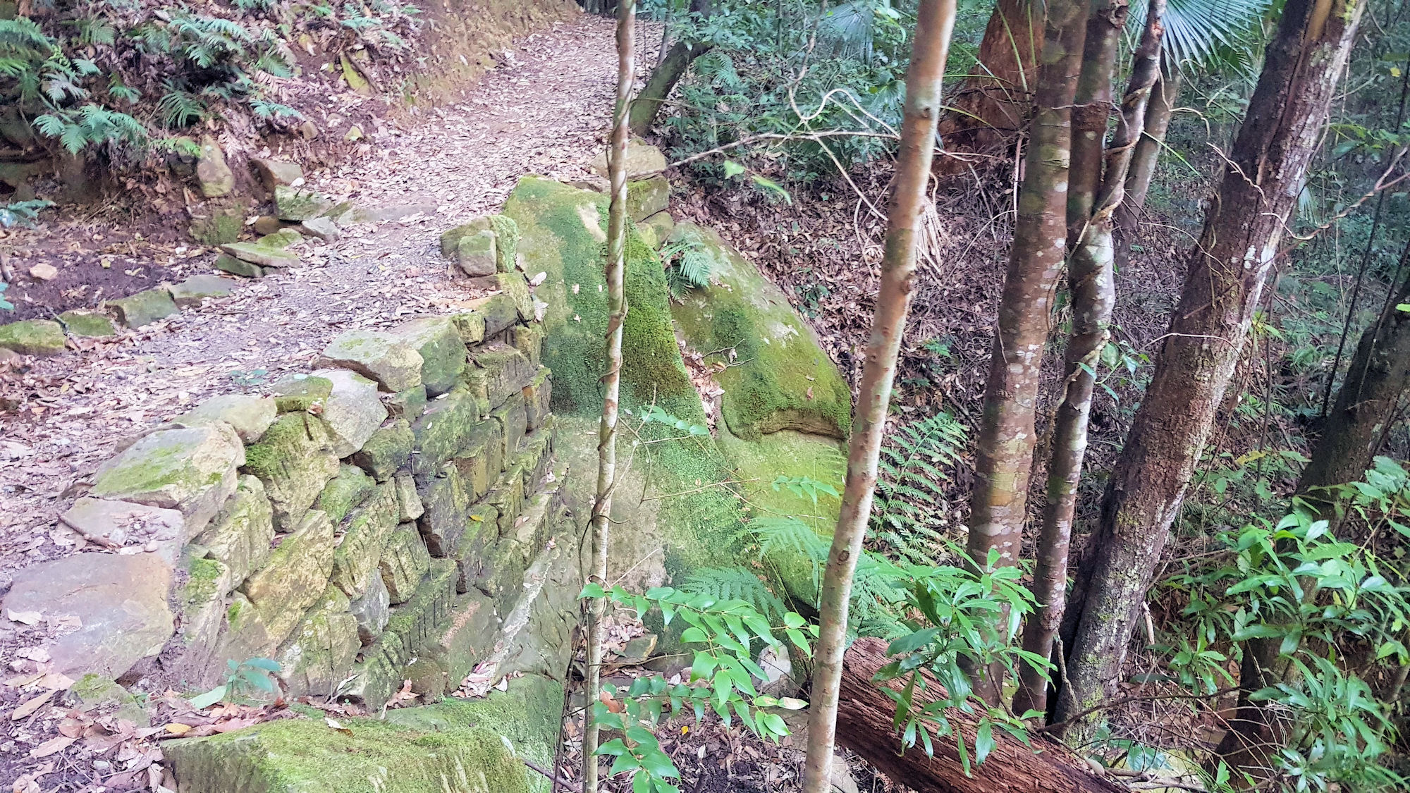 Ridge to Rainforest Track Strickland State Forest - Destination's Journey