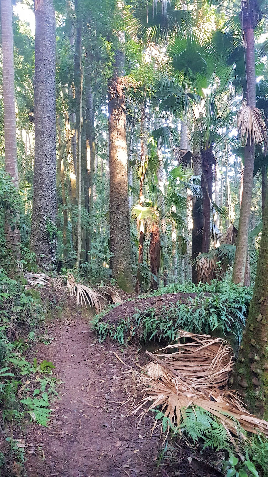 Ridge to Rainforest Track Strickland State Forest - Destination's Journey