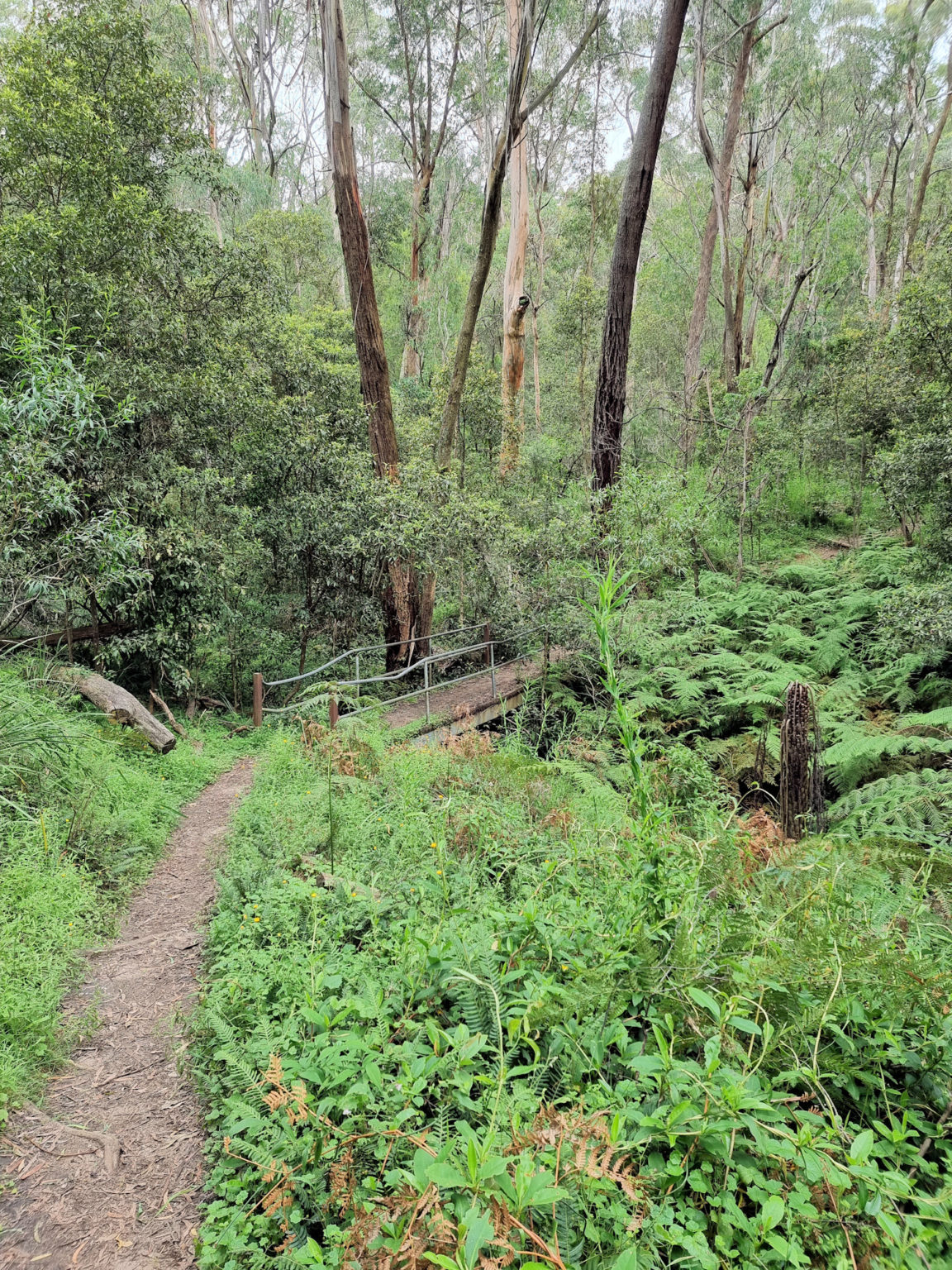 Box Vale Walking Track Tunnel - Destination's Journey