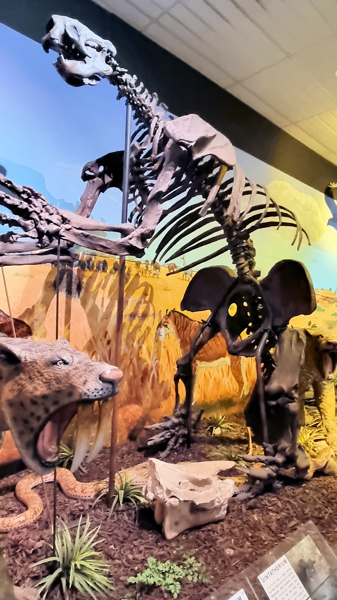 National Dinosaur Museum - Destination's Journey