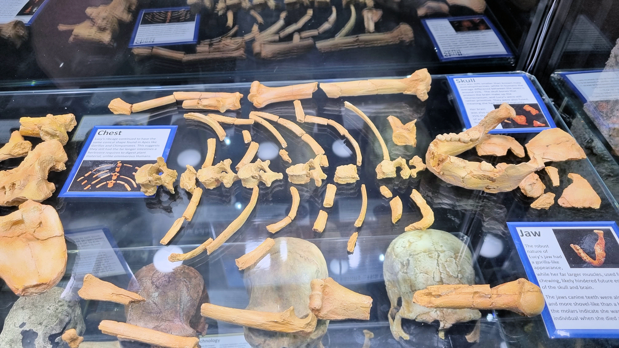 National Dinosaur Museum - Destination's Journey