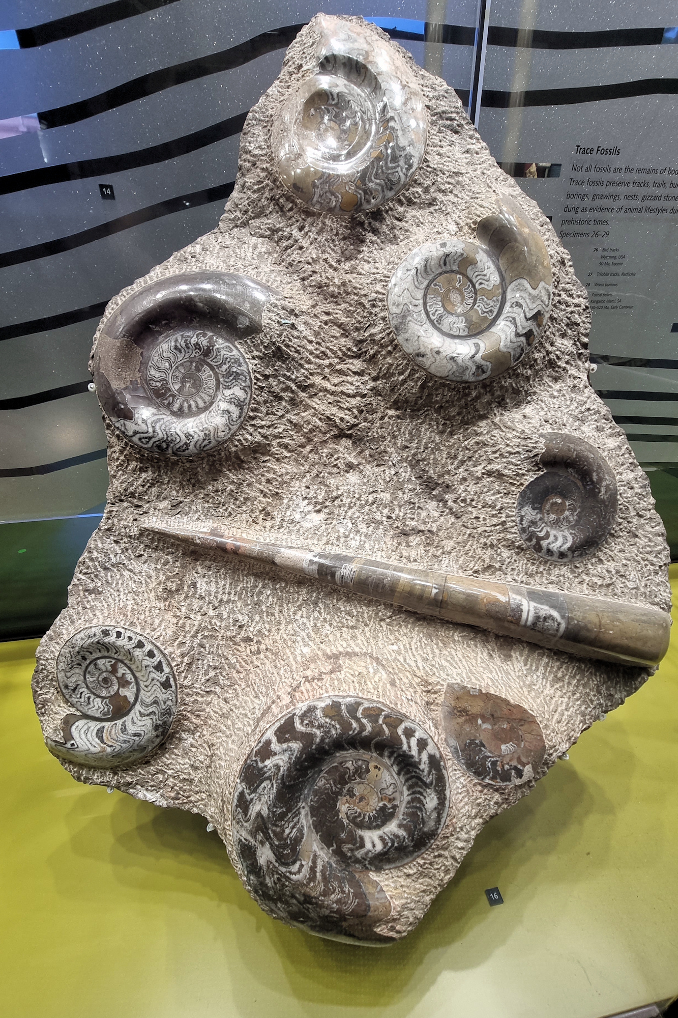 Australian Fossil and Mineral Museum - Destination's Journey