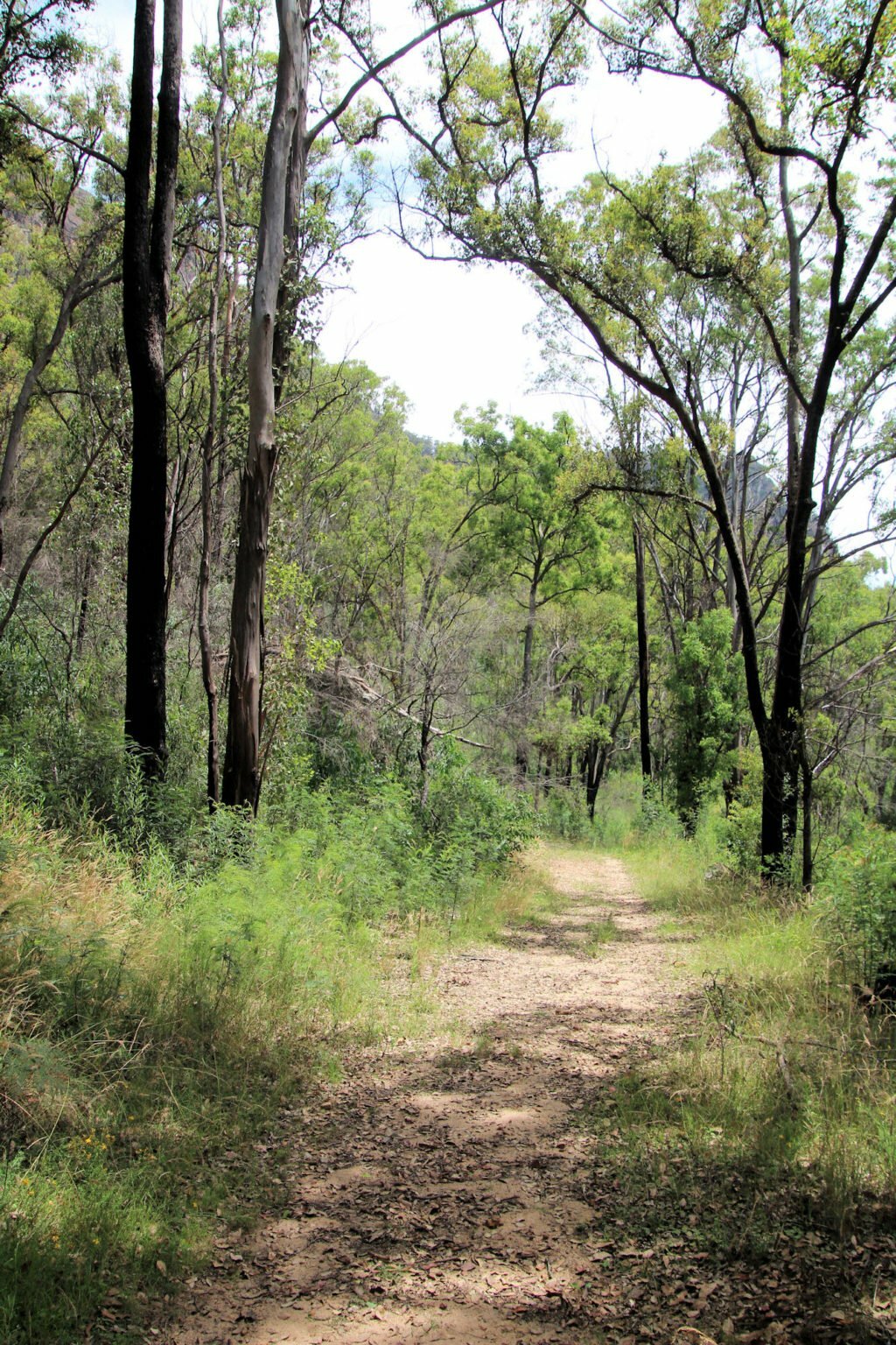 Newnes Industrial Ruins and Bushwalking - Destination's Journey