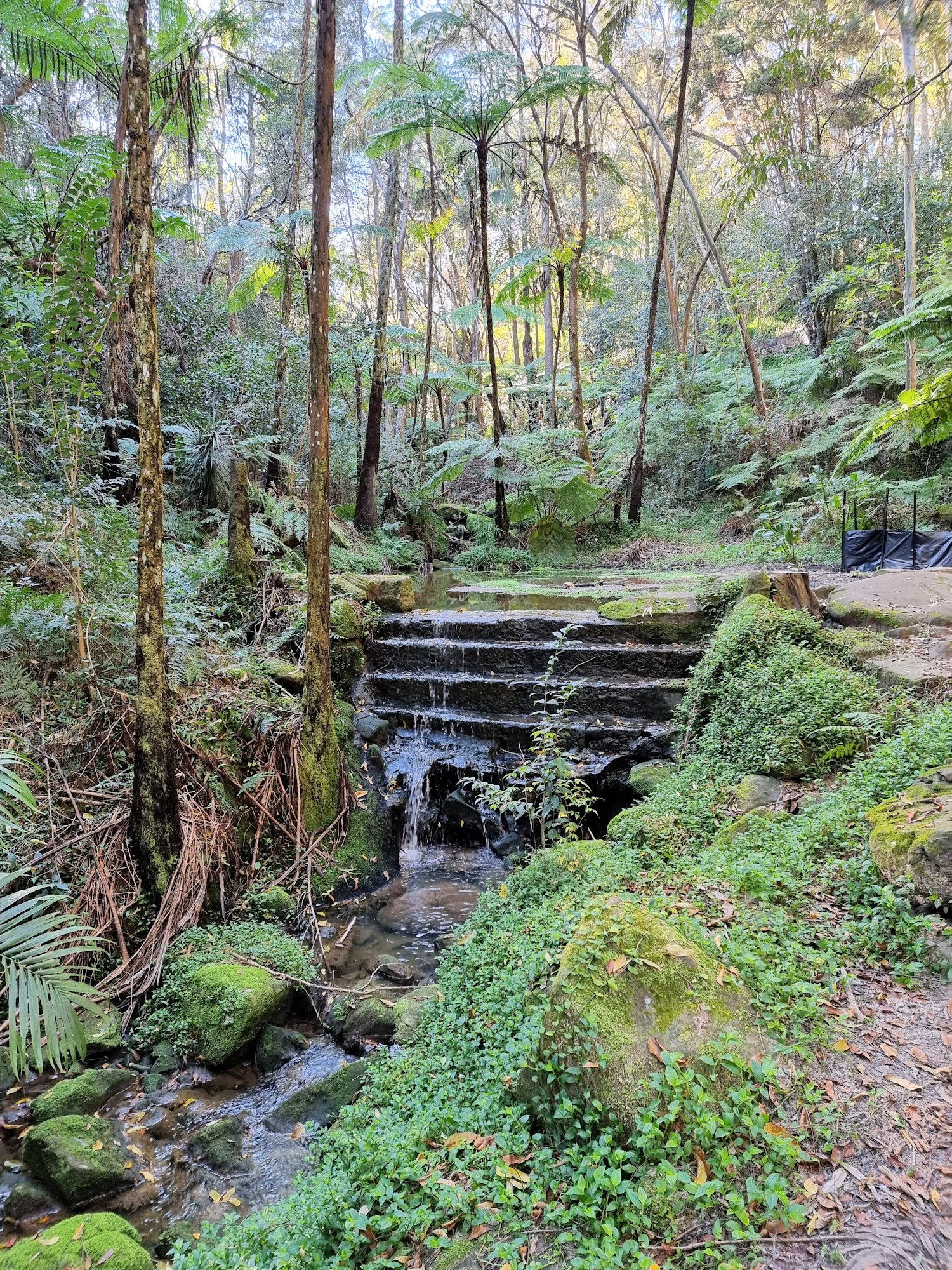 Cooper Park Bushwalking in the City - Destination's Journey