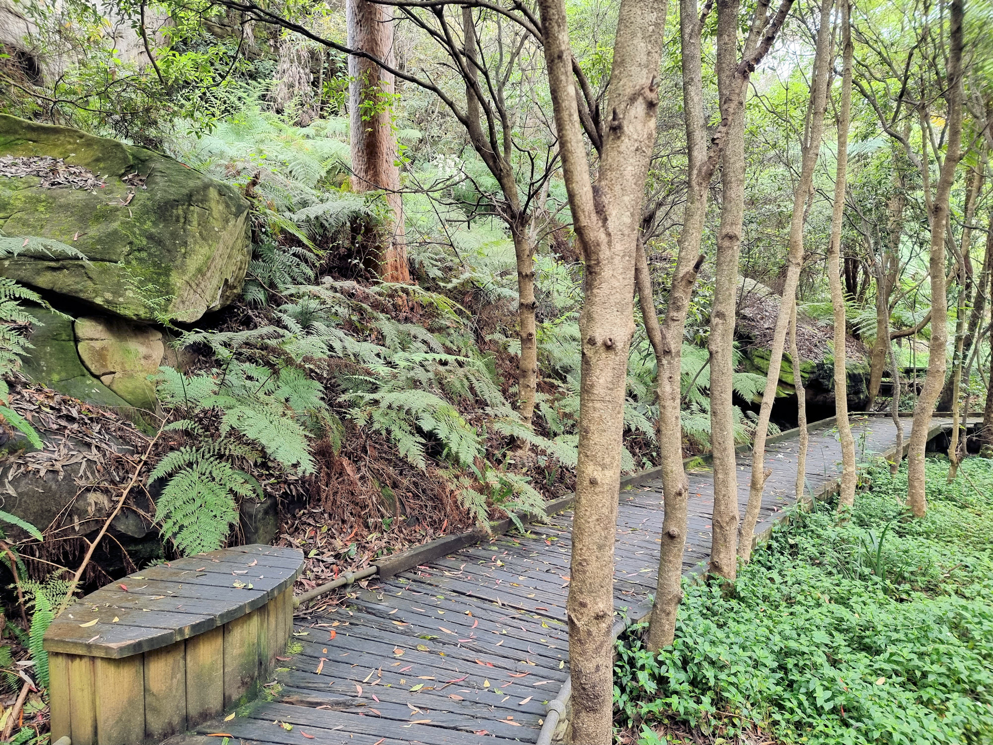 Flat Rock Gully Walking Track - Destination's Journey