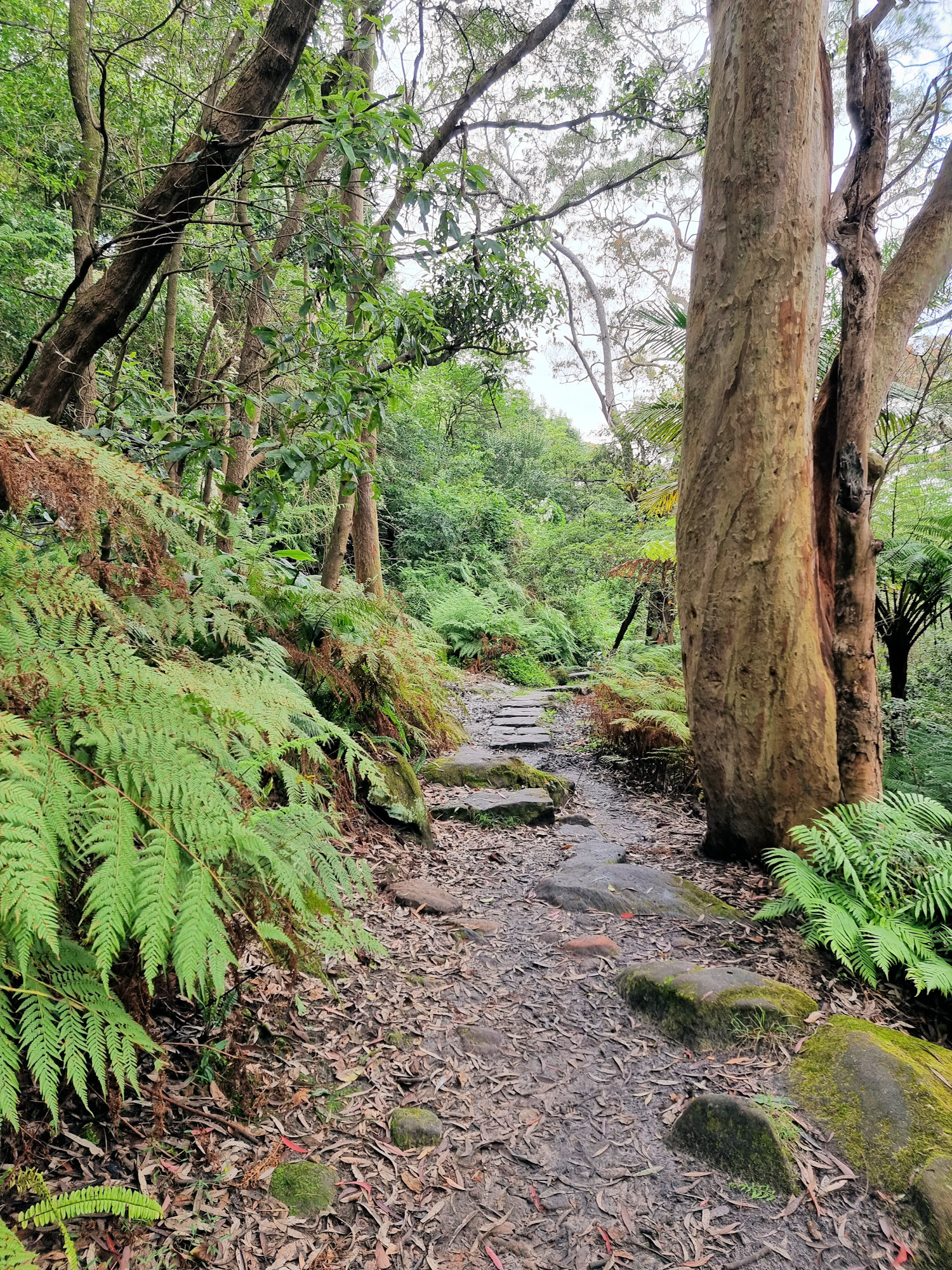 Flat Rock Gully Walking Track - Destination's Journey