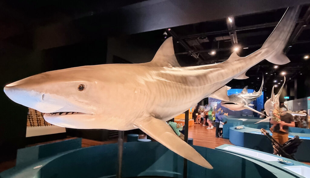 Sharks Australian Museum - Destination's Journey