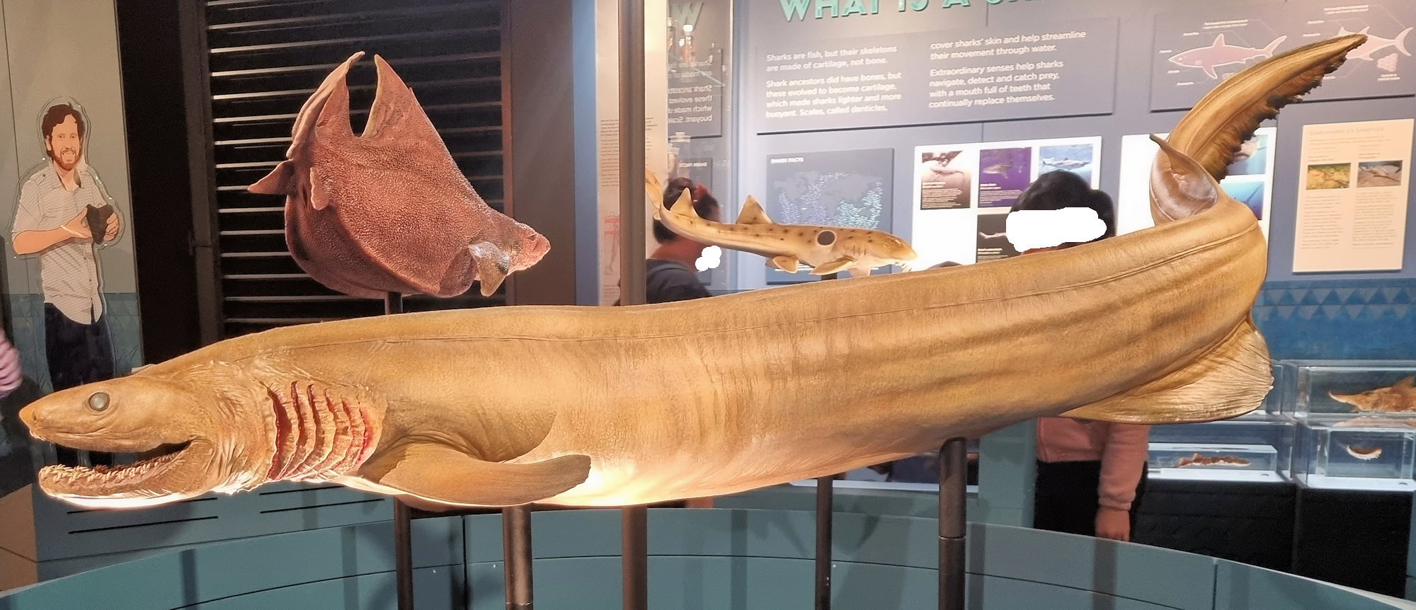 Sharks Australian Museum - Destination's Journey