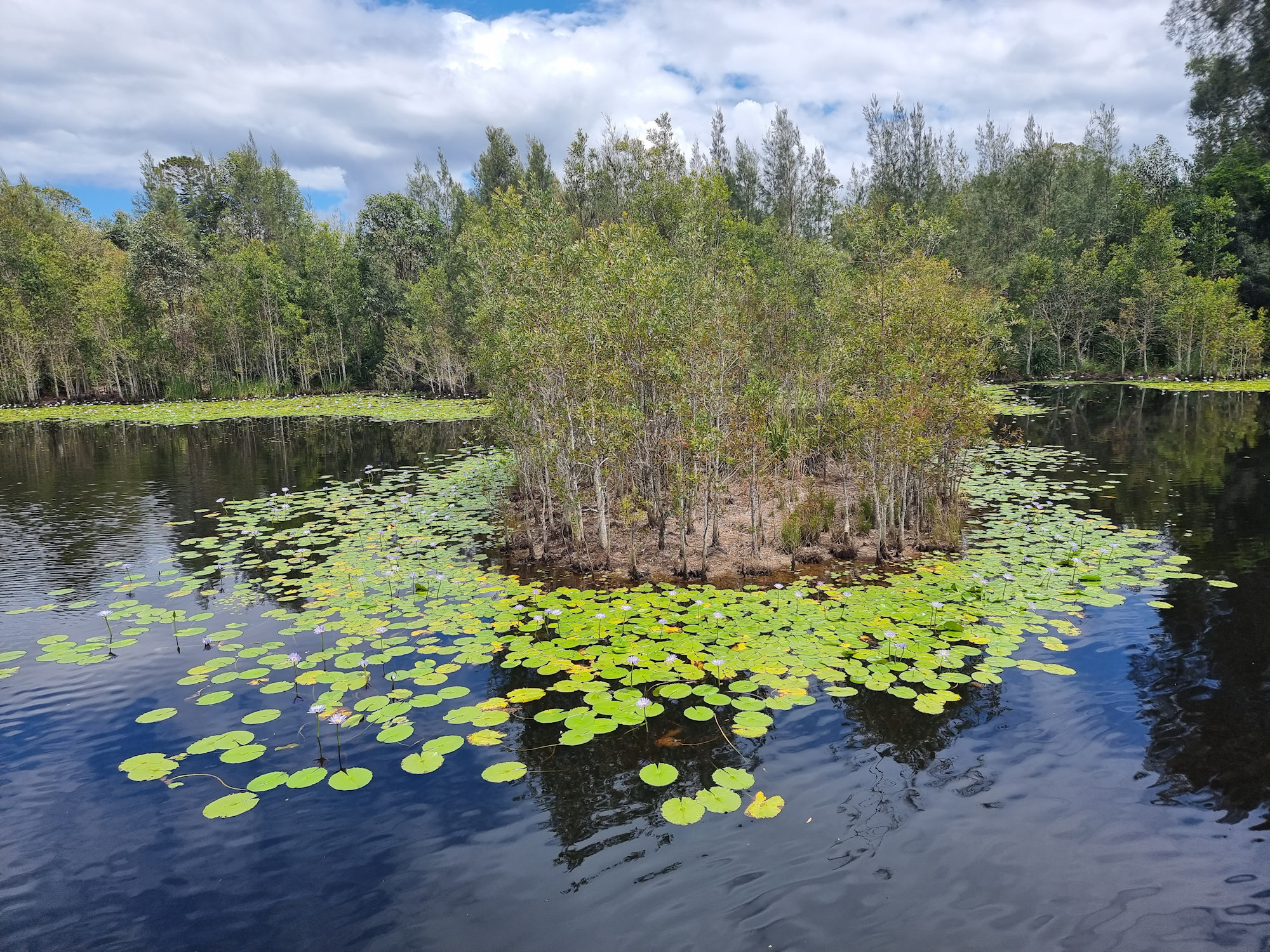 Urunga Wetlands Boardwalk - Destination's Journey