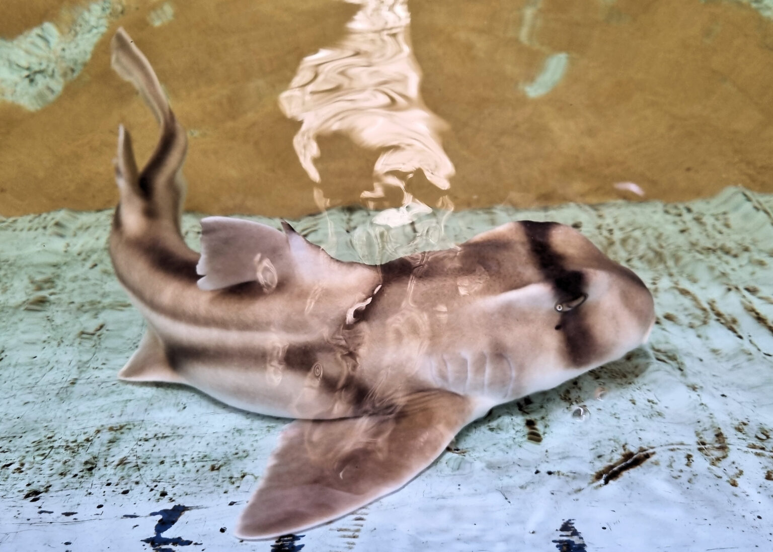 Shark and Ray Rescue Centre - Destination's Journey