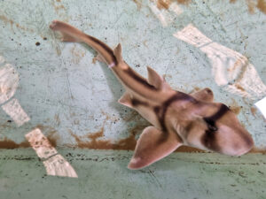 Shark and Ray Rescue Centre - Destination's Journey