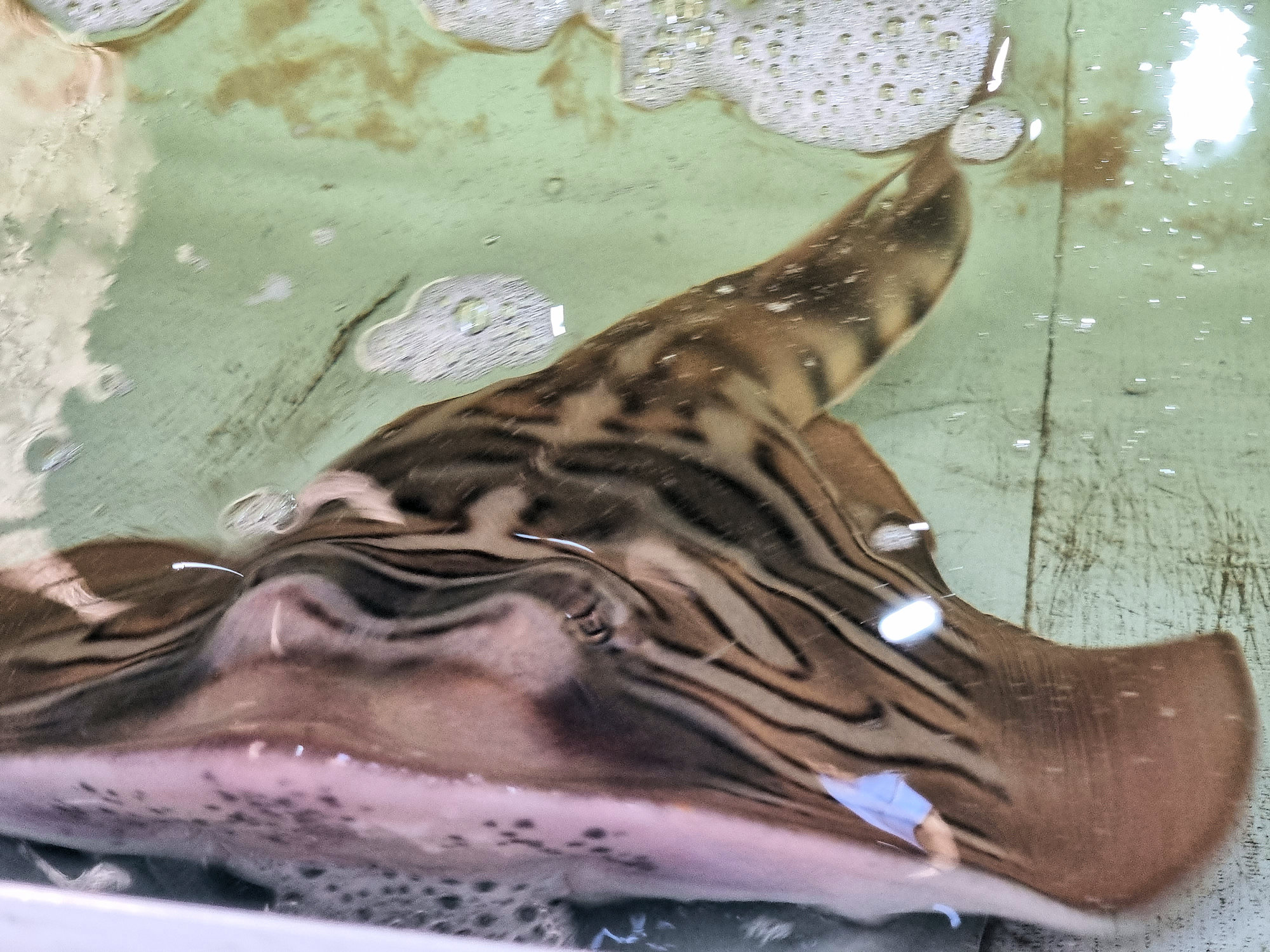 Shark and Ray Rescue Centre - Destination's Journey