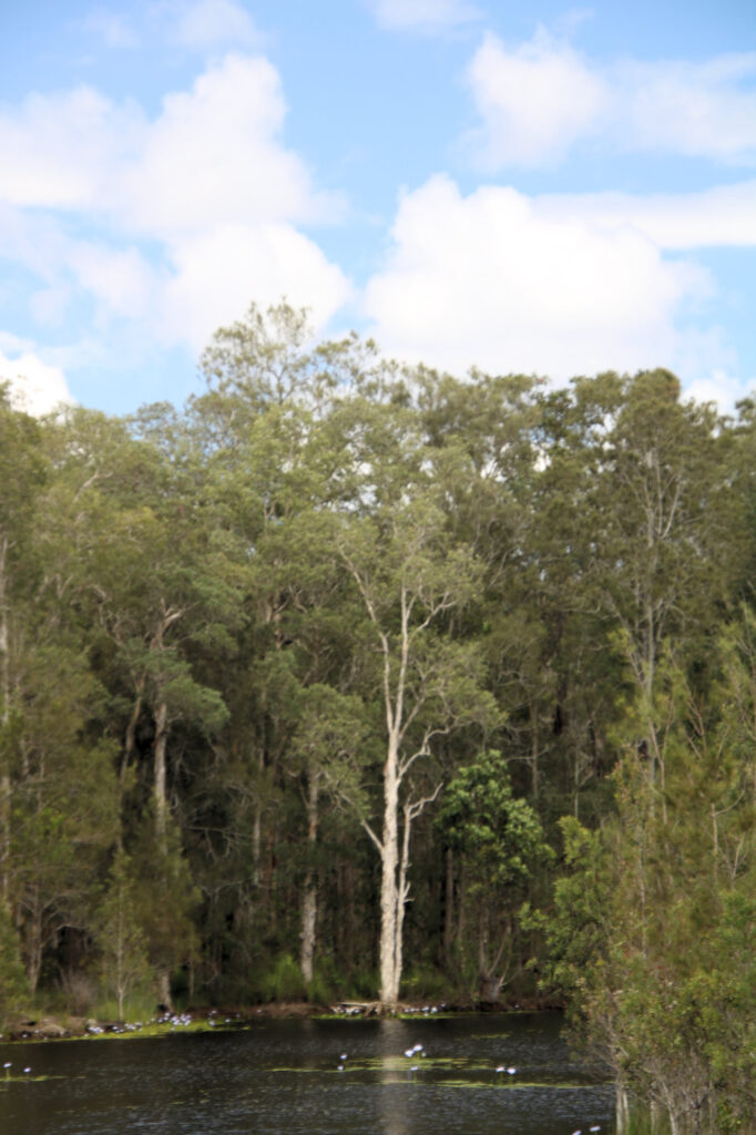 Urunga Wetlands Boardwalk - Destination's Journey