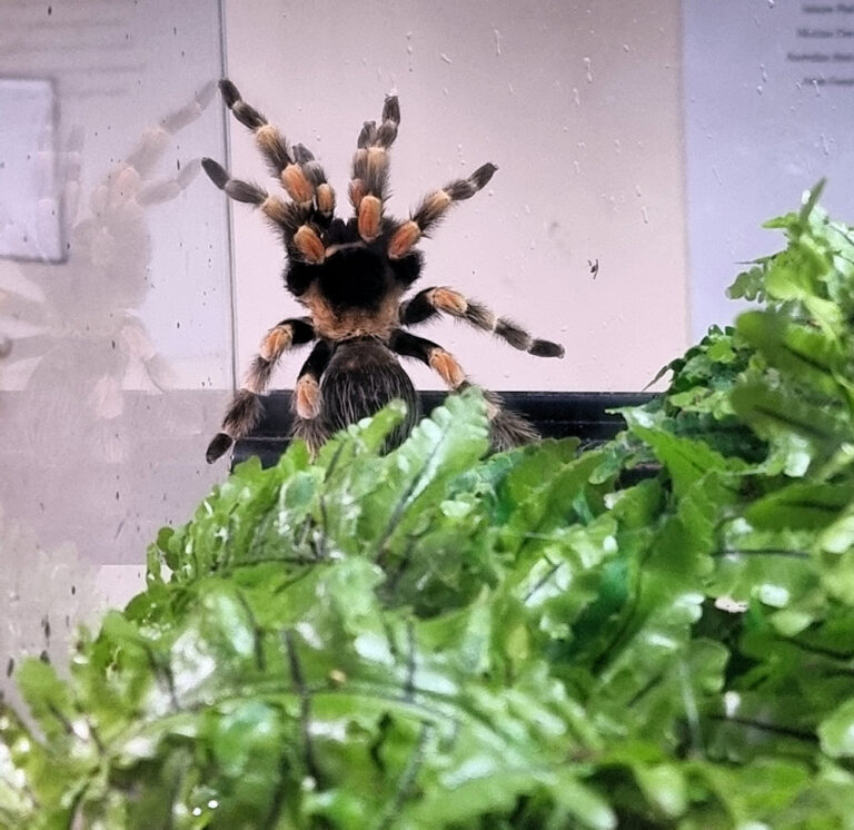 Australian Reptile Park - Destination's Journey