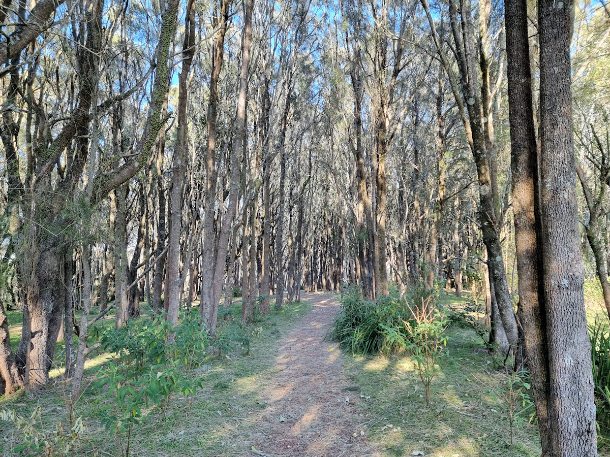 Wasp Head Walking Track - Destination's Journey