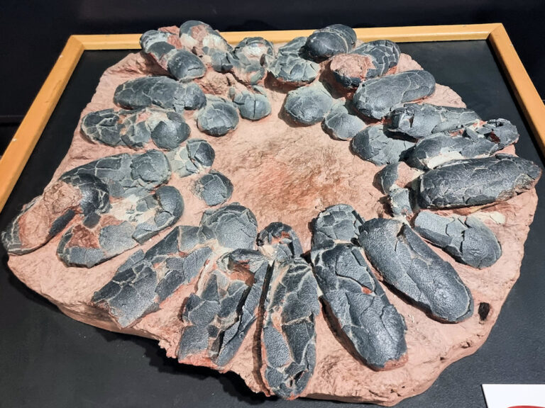 Dinosaurs: Surviving Extinction exhibition at Newcastle Museum ...