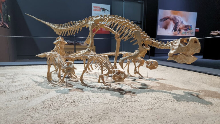 Dinosaurs: Surviving Extinction exhibition at Newcastle Museum ...