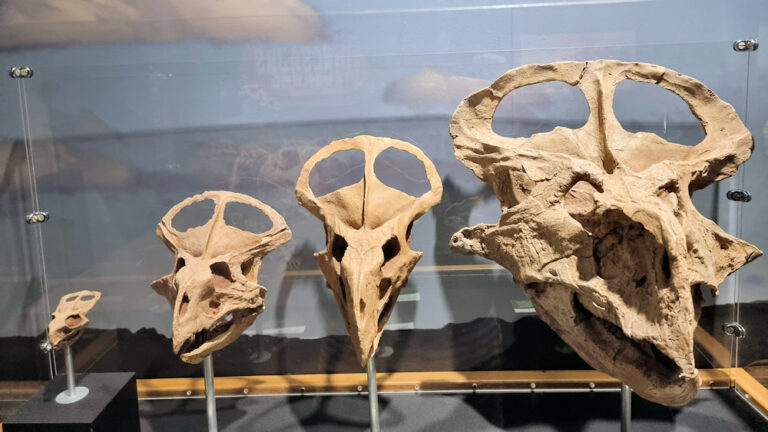 Dinosaurs: Surviving Extinction exhibition at Newcastle Museum ...